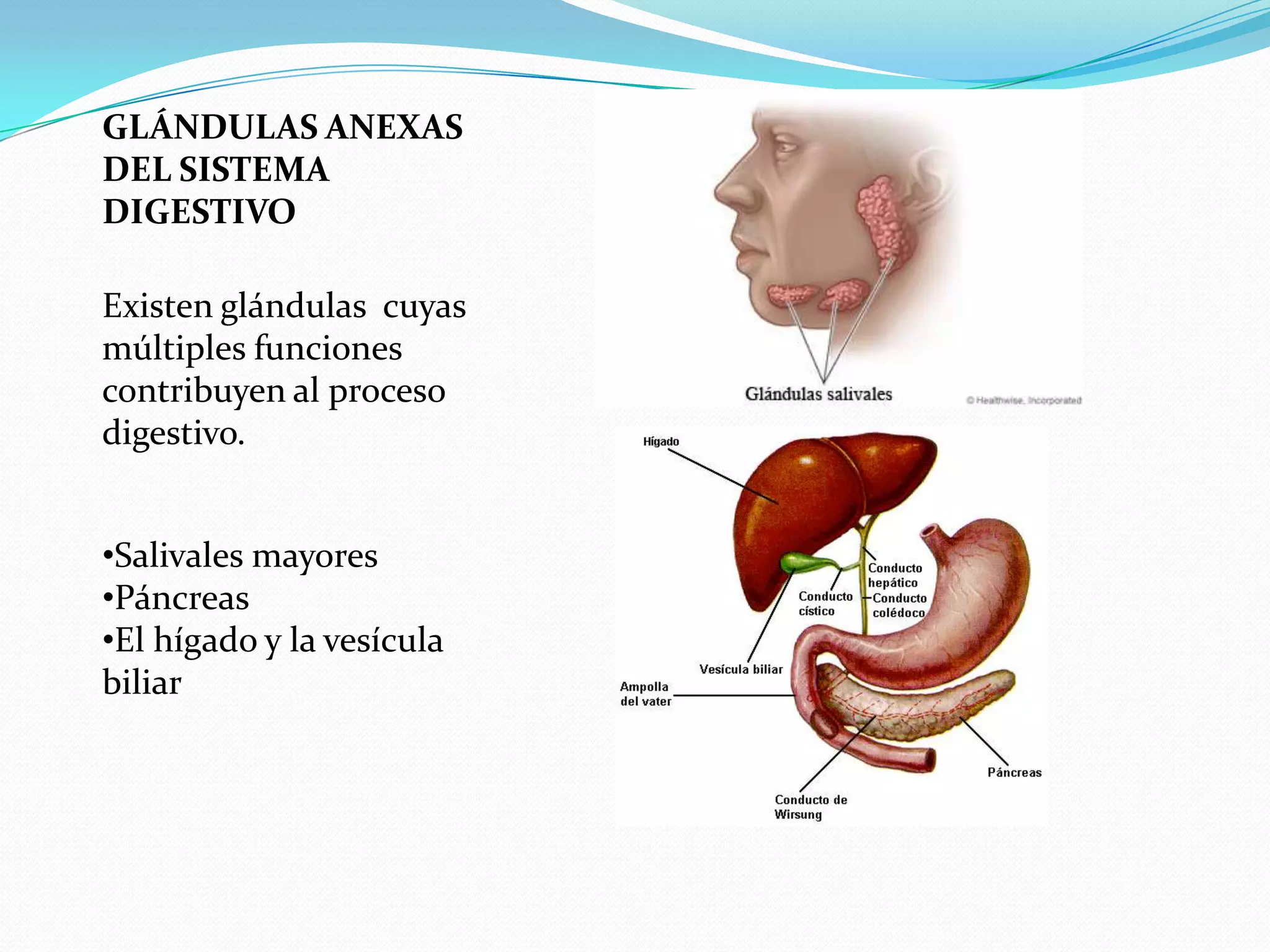 Tubo Digestivo: Glándulas anexas. | PPT