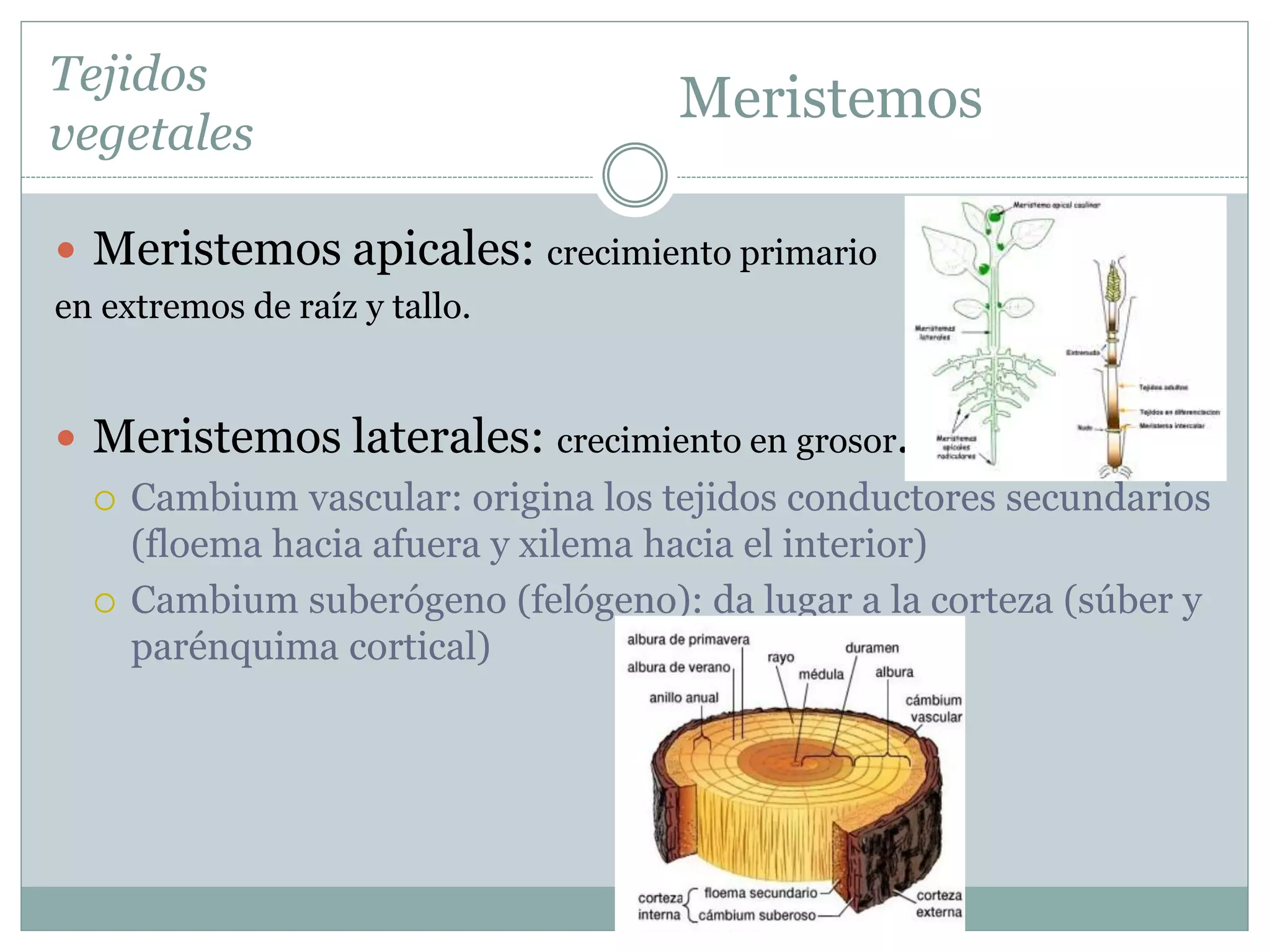 Histología | PPTX