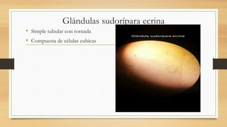 Histología | PPTX
