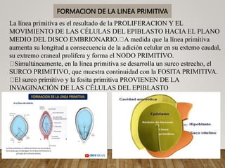 Tercera semana del desarrollo embrionario | PPTX