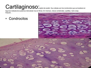 Histología(tejidos vegetales y animales) | PDF