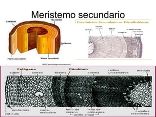 Histología(tejidos vegetales y animales) | PDF