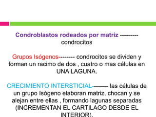 Histología oseo equipo 5 | PPTX