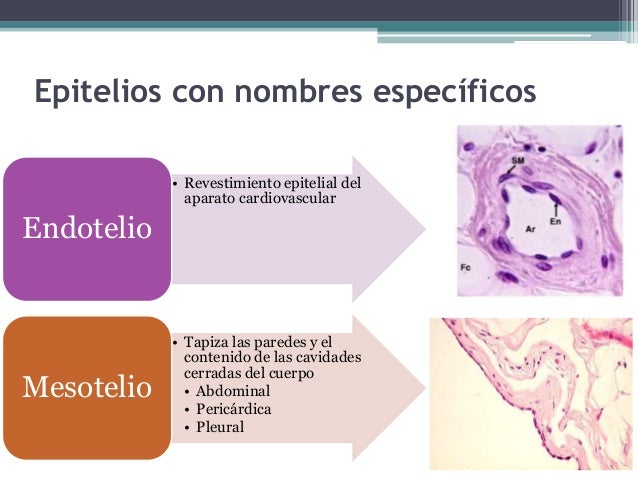 Tejidos, concepto, tejido epitelial