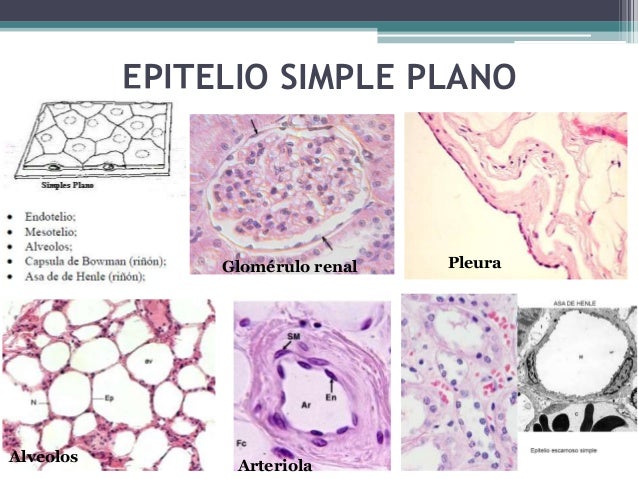 Tejidos, concepto, tejido epitelial