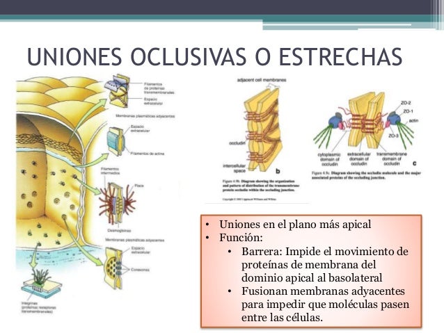 Tejidos, concepto, tejido epitelial