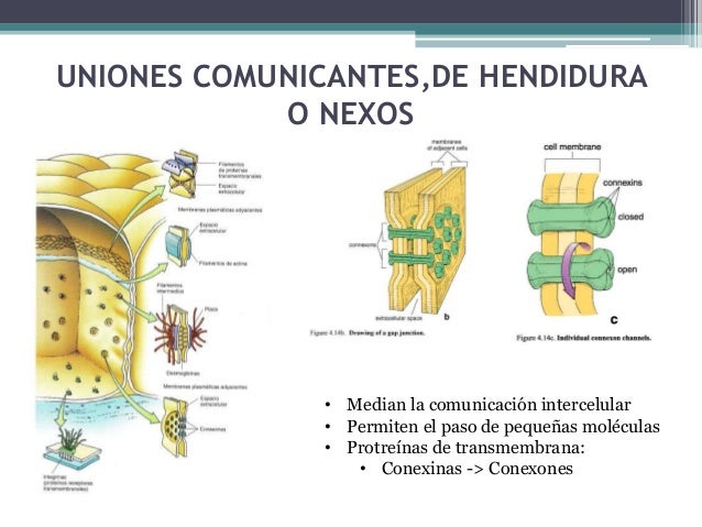 Tejidos, concepto, tejido epitelial