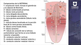 Histología resumen - Sistema urinario.pdf