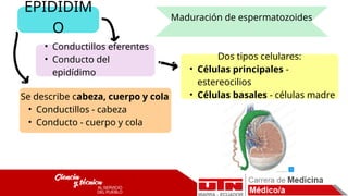 Histología Aparato reproductor masculino.pptx