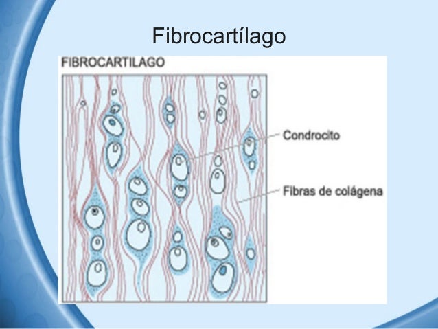 Histología cartílago