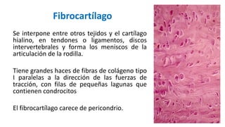 Histología cartílago hueso | PPTX