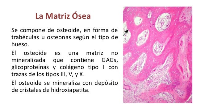 Histología cartílago hueso
