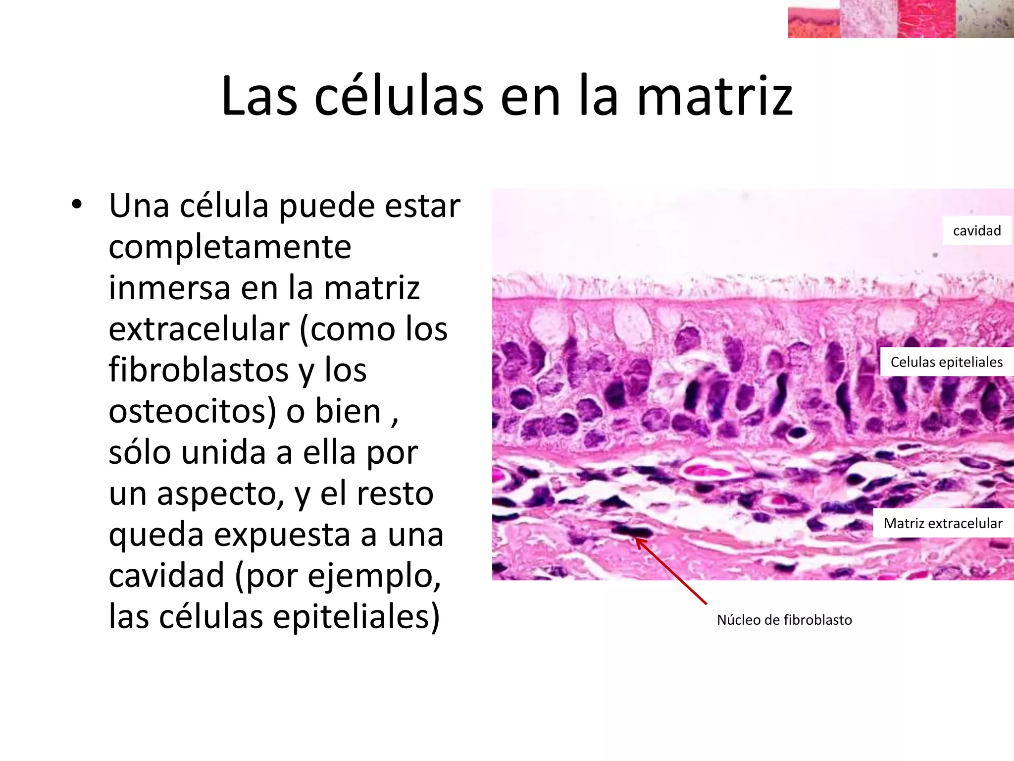 Histología células y Matriz Extracelular (histology cells extracellular ...