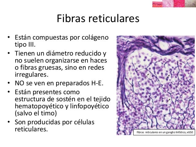 Histología células y Matriz Extracelular (histology cells extracellul…