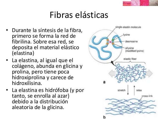 Histología células y Matriz Extracelular (histology cells extracellul…