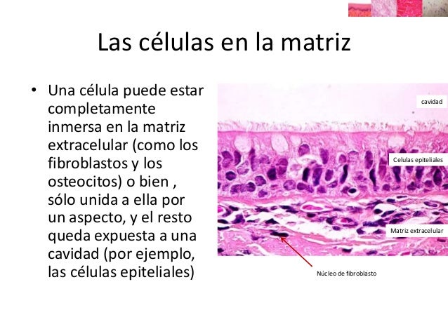Histología células y Matriz Extracelular (histology cells extracellul…