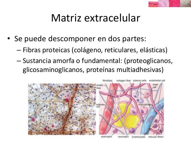 Histología células y Matriz Extracelular (histology cells extracellul…
