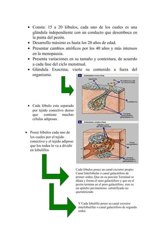 Histología de la glándula mamaria | DOC
