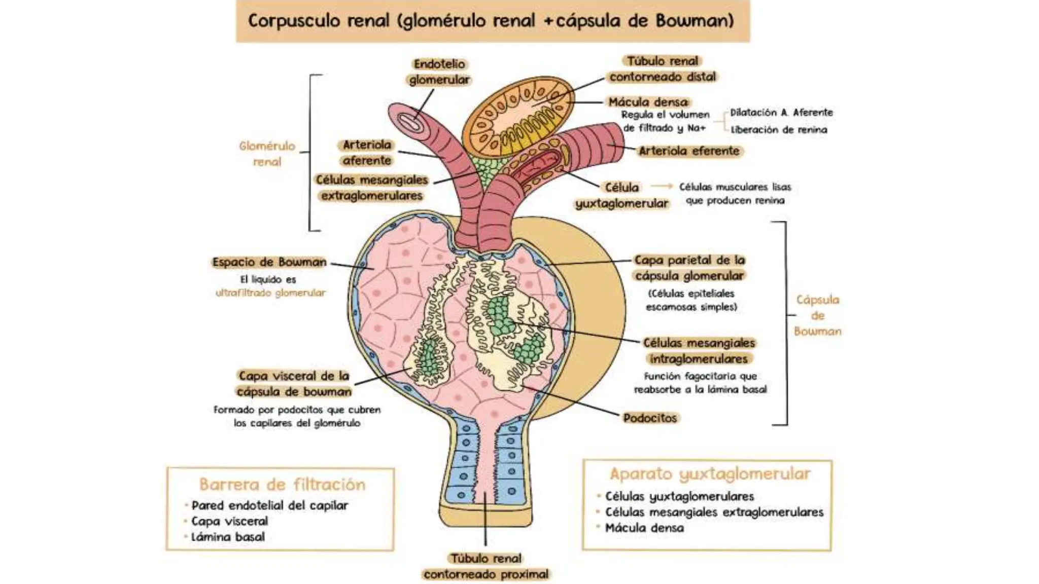 Histología de la Nefrona presentacion.pptx