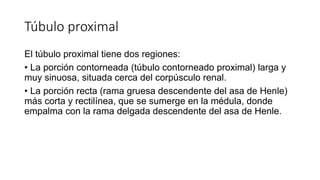 Histología de la Nefrona presentacion.pptx