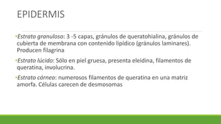 HISTOLOGÍA DE LA PIEL-USS (1).pptx | Skin and Dermatology | Diseases ...