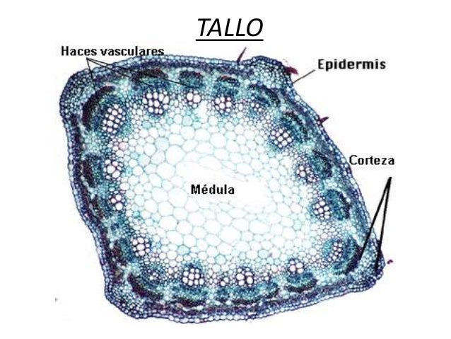 Histología de la raíz, tallo y hoja.