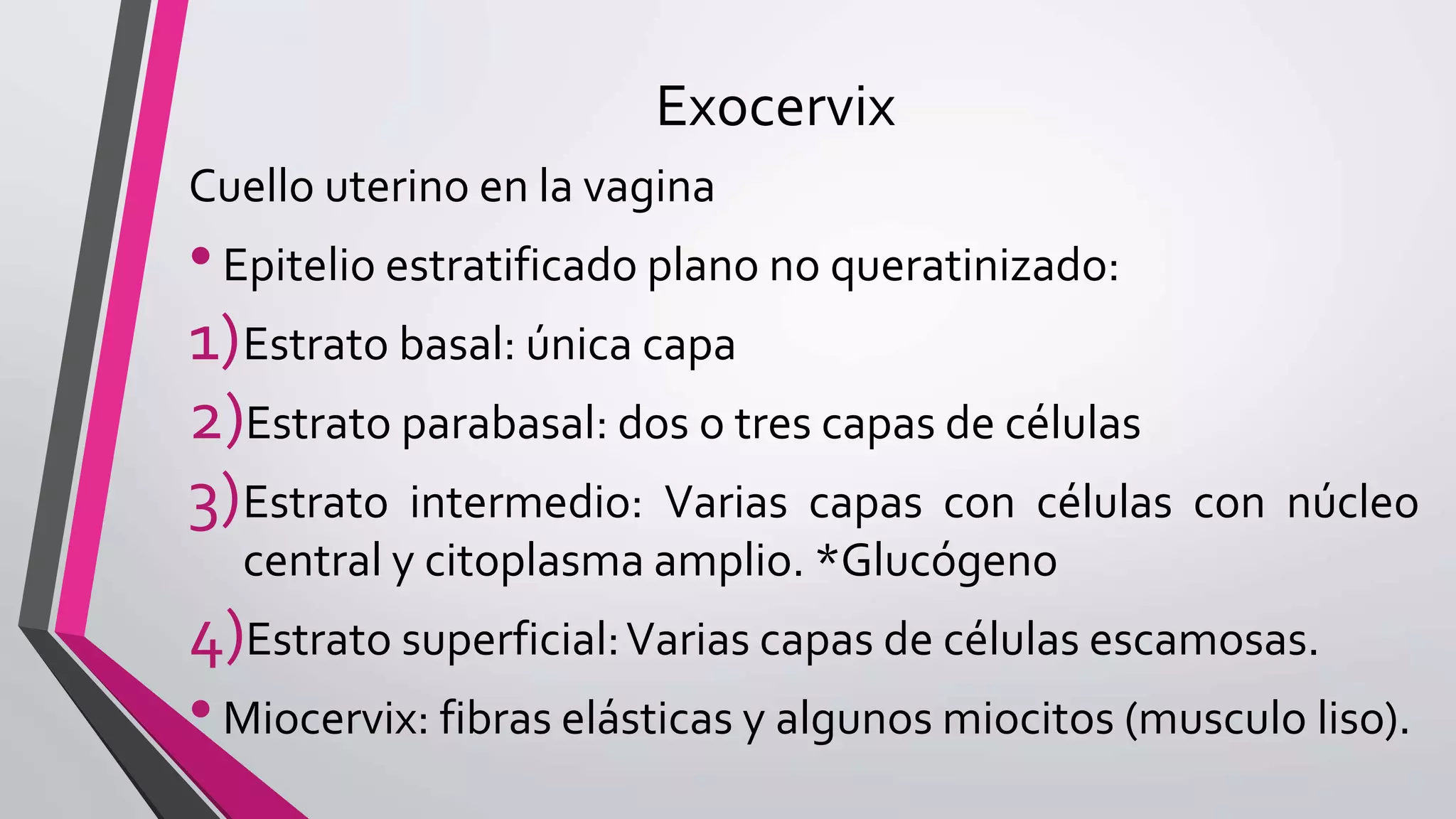 Histología del cérvix uterino y vagina | PPTX