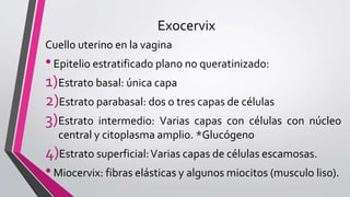 Histología del cérvix uterino y vagina | PPTX