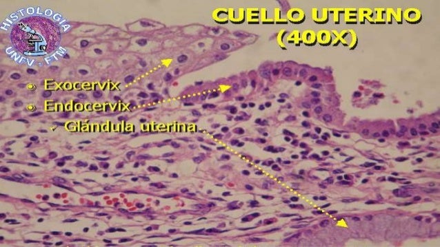 Endocervix Y Exocervix Organos Genitales Femeninos