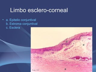 Histología del Ojo | PPT