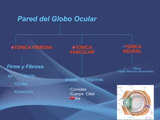 Histología del Ojo | PPT