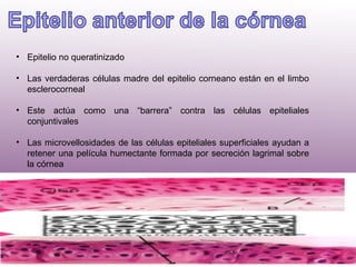 Histología del Ojo | PPT