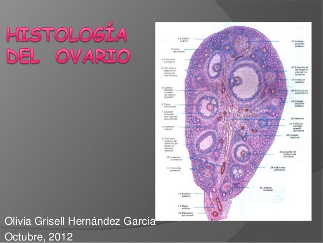 Histología del ovario