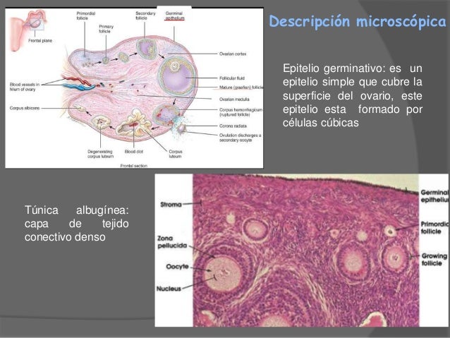 Histología del ovario