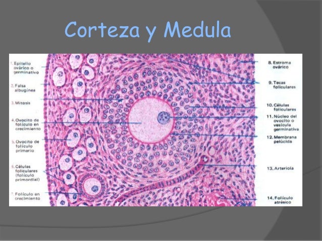 Histología del ovario