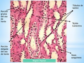 Histología Del Túbulo Contorneado Proximal