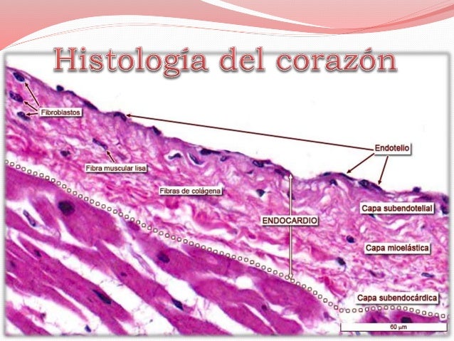 Histología del sistema cardiovascular