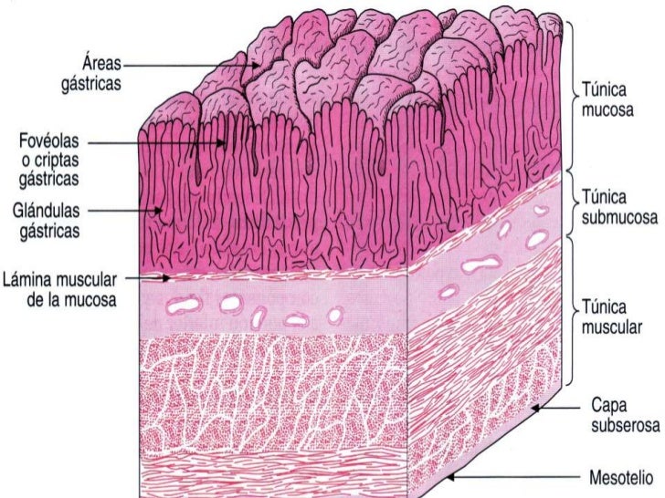 Histología del sistema digestivo