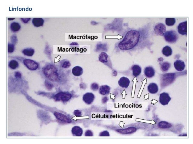 Histología del sistema inmune