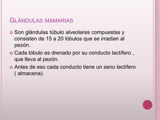 Histología del sistema reproductor femenino | PPTX