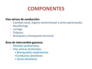 Histología del sistema respiratorio | PPTX