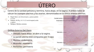 Histología del sistema Reproductor Femenino | PPTX | Pregnancy ...