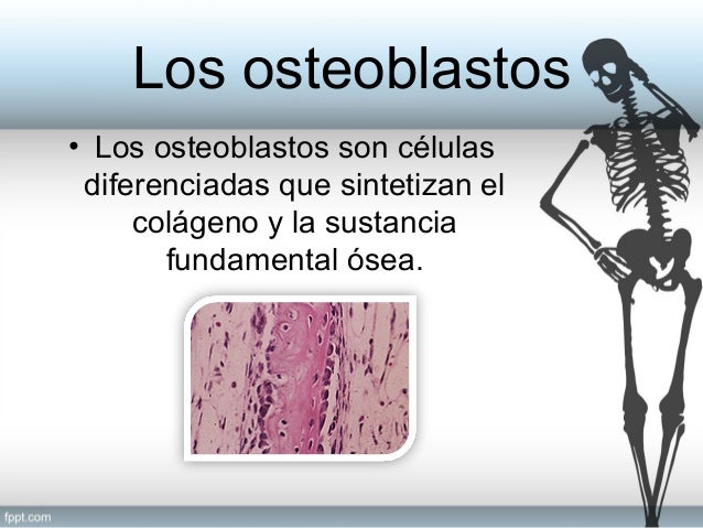 Histología del sistema óseo