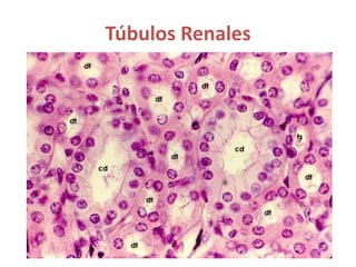 Histología del sistema urinario | PPTX