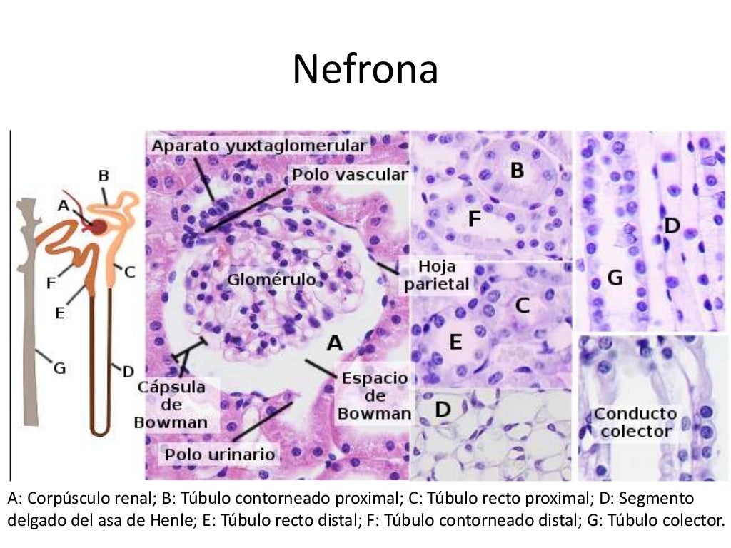 Histología del sistema urinario