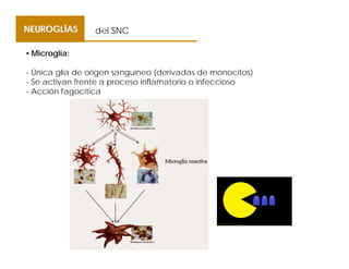 Histología del sistema nervioso | PDF