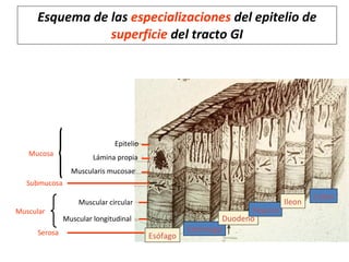 Histología del tracto gastrointestinal | PPT