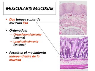Histología del tracto gastrointestinal | PPT