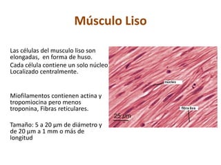 Histología de músculo | PPTX