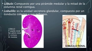 Histología de riñón | PPTX